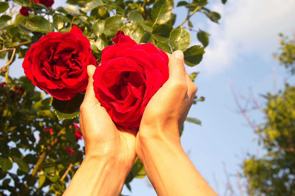 Roses rouges : quelles en sont les variétés